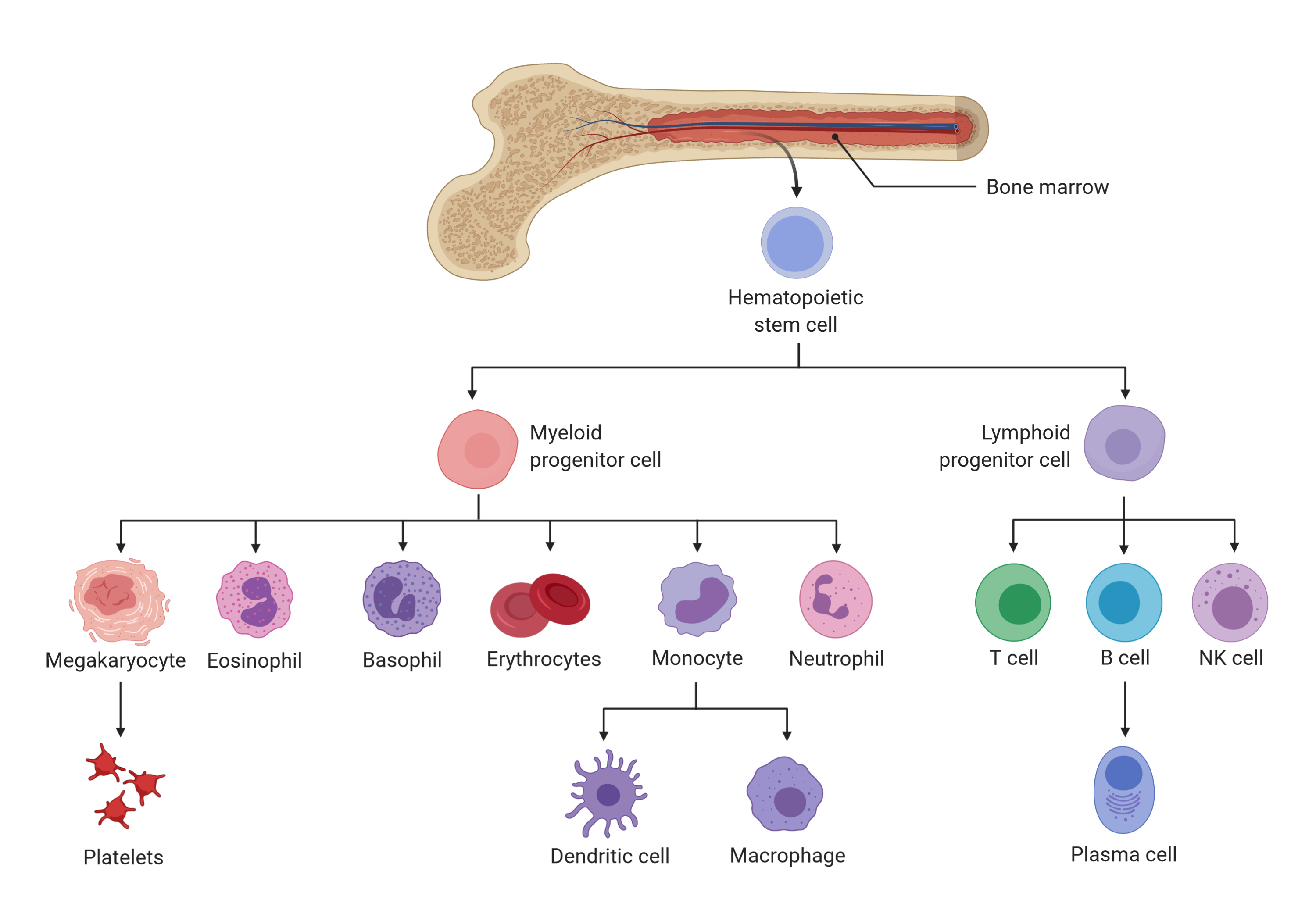 Blood Stem Cell Differentiation Blood Stem Cell Differentiation